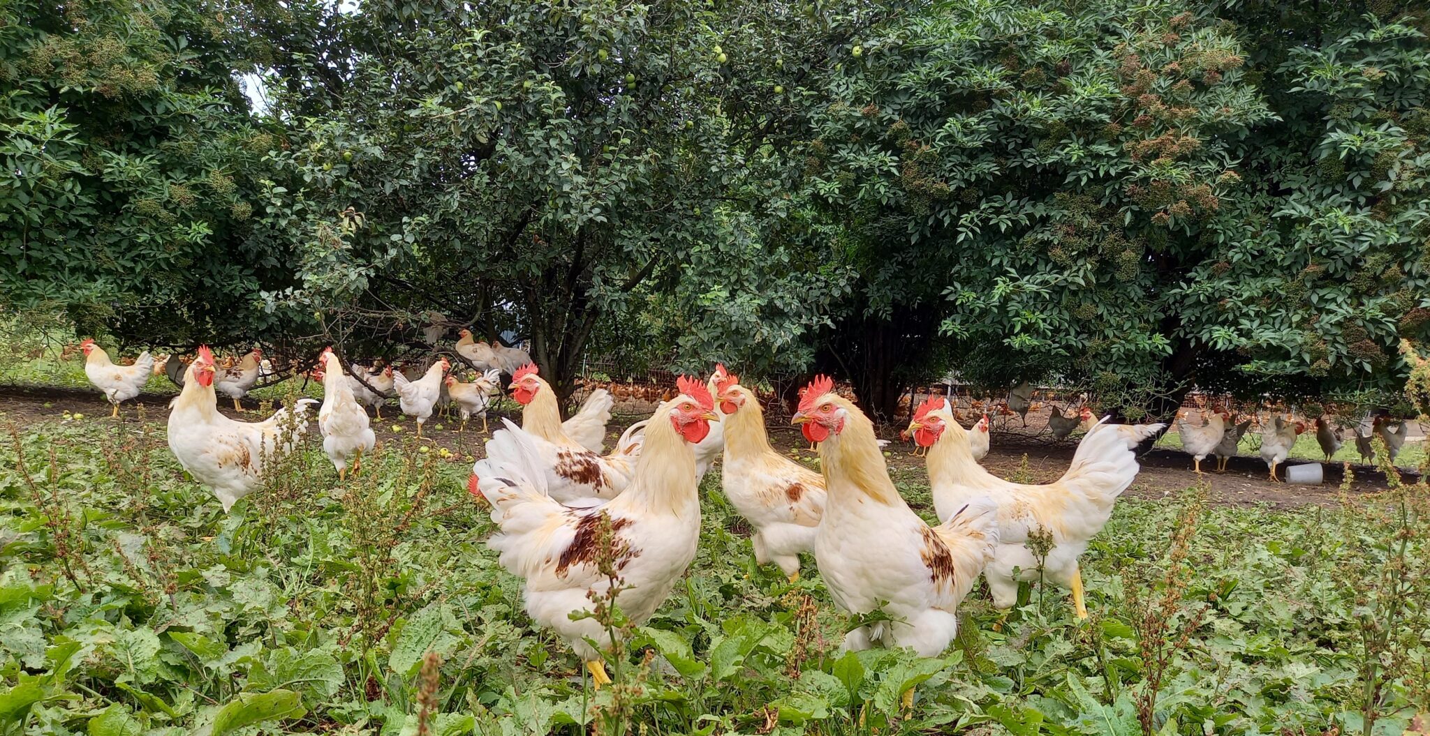 Haantje de Coq officieel Biologisch – De Lankerenhof